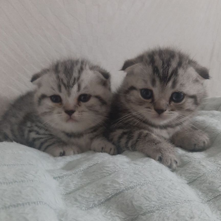 Шотландские вислоухие котята серые