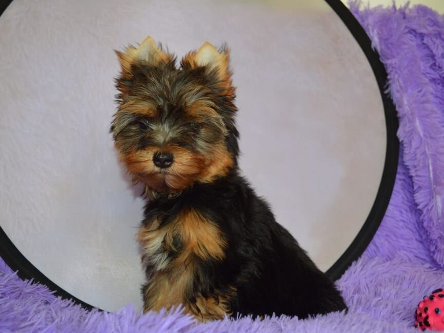 Детки йорка