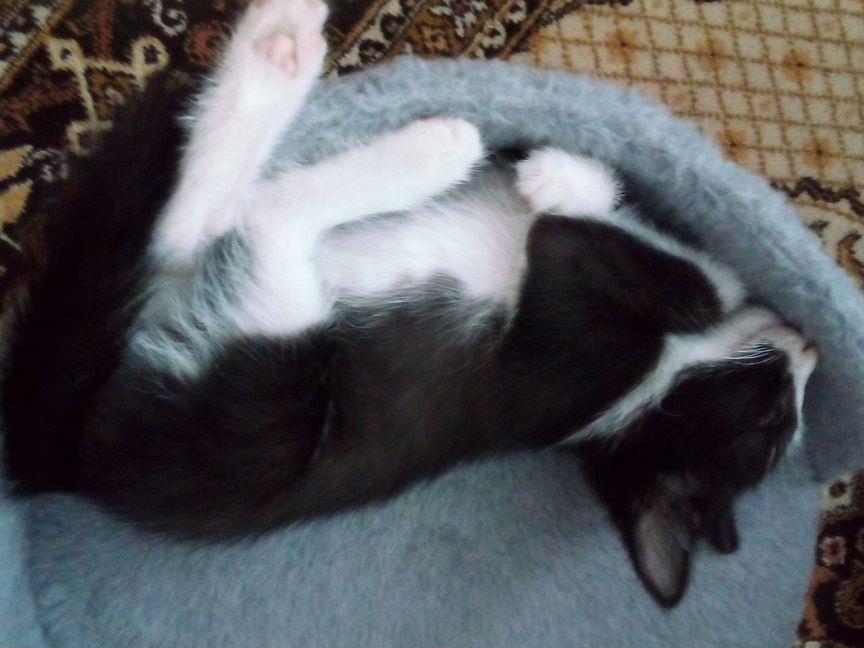 Котенок мальчик
