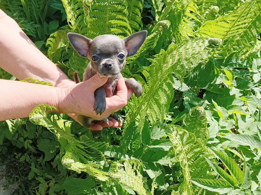 Чихуахуа шоколад, голубой, триколор окрасы