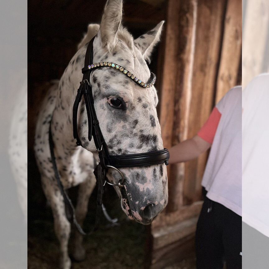 Оголовье для лошади