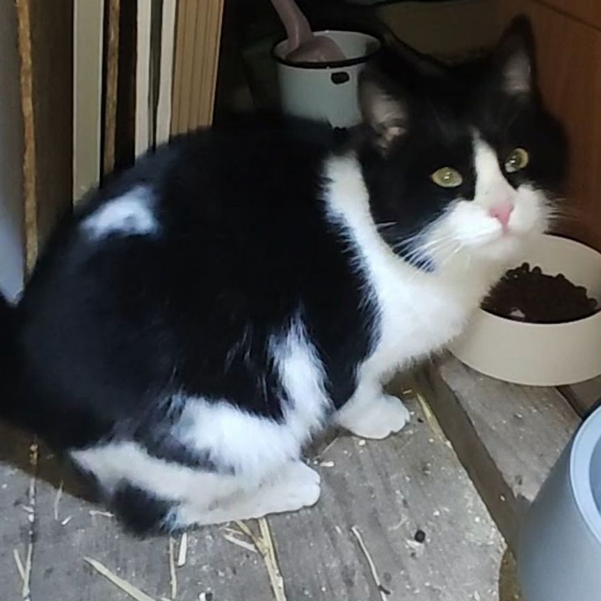 Отдам кота в добрые руки