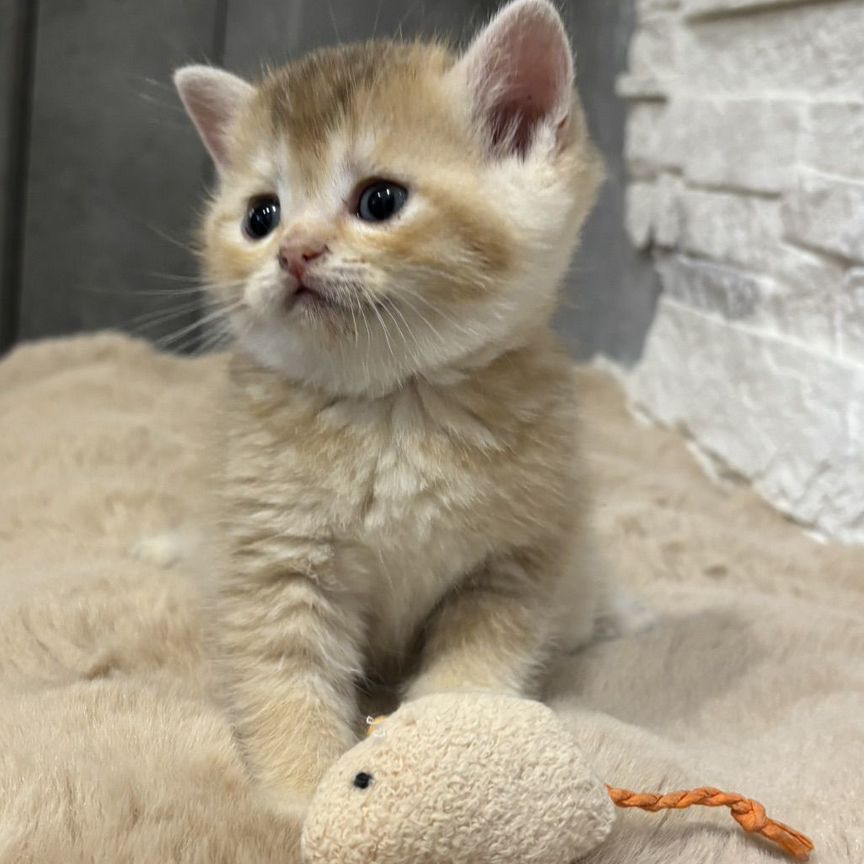 Шотландский вислоухий короткошёрстный котёнок