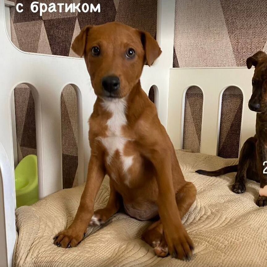 Щенок в добрые руки