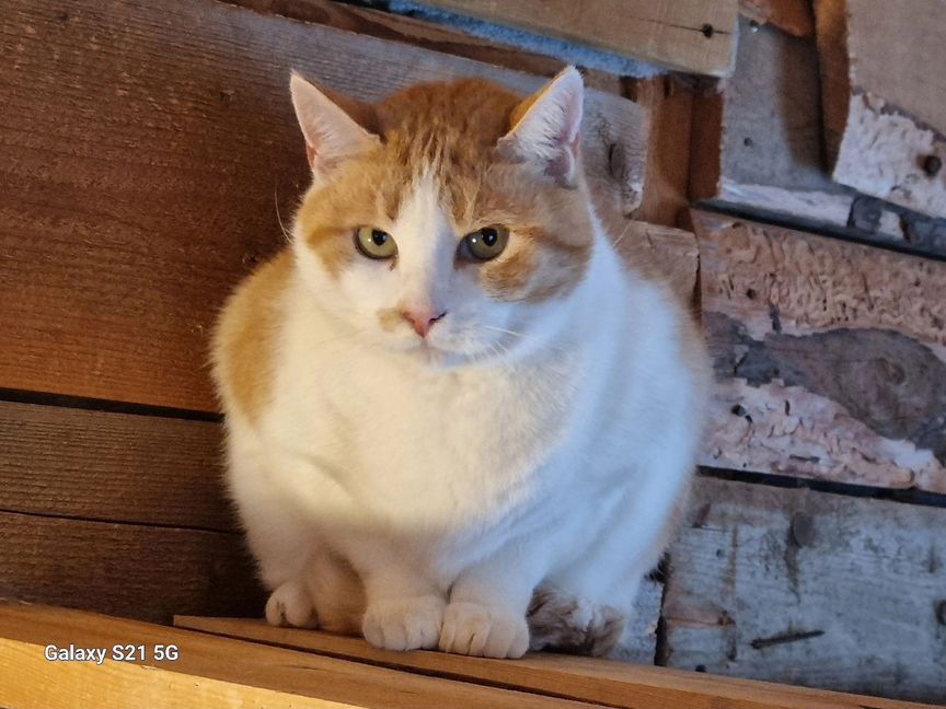 Котик в добрые руки