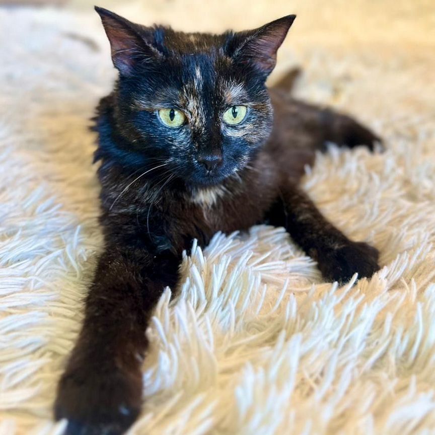 Корат котёнок