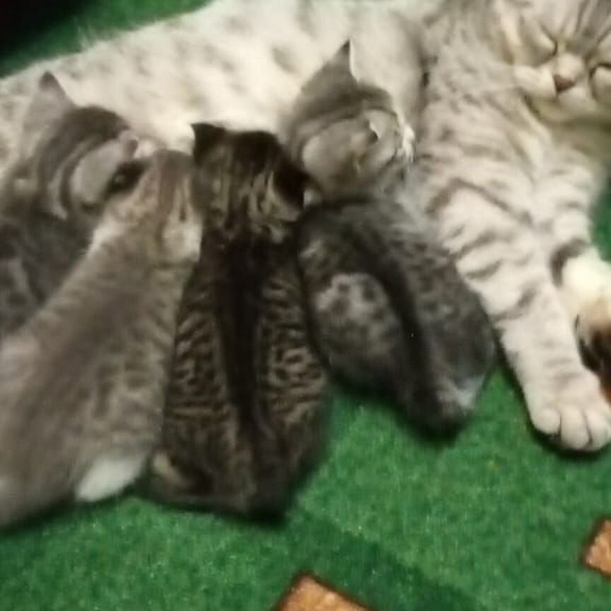 Котята