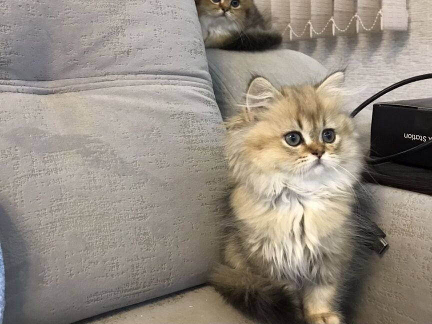 Шотландские котята золотая шиншилла хайленд