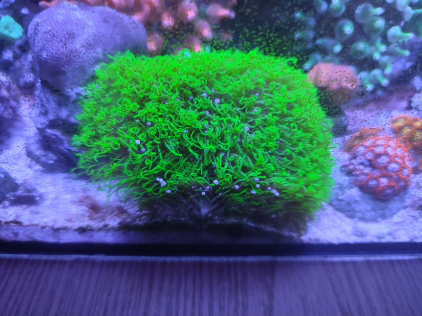 Клавулярия