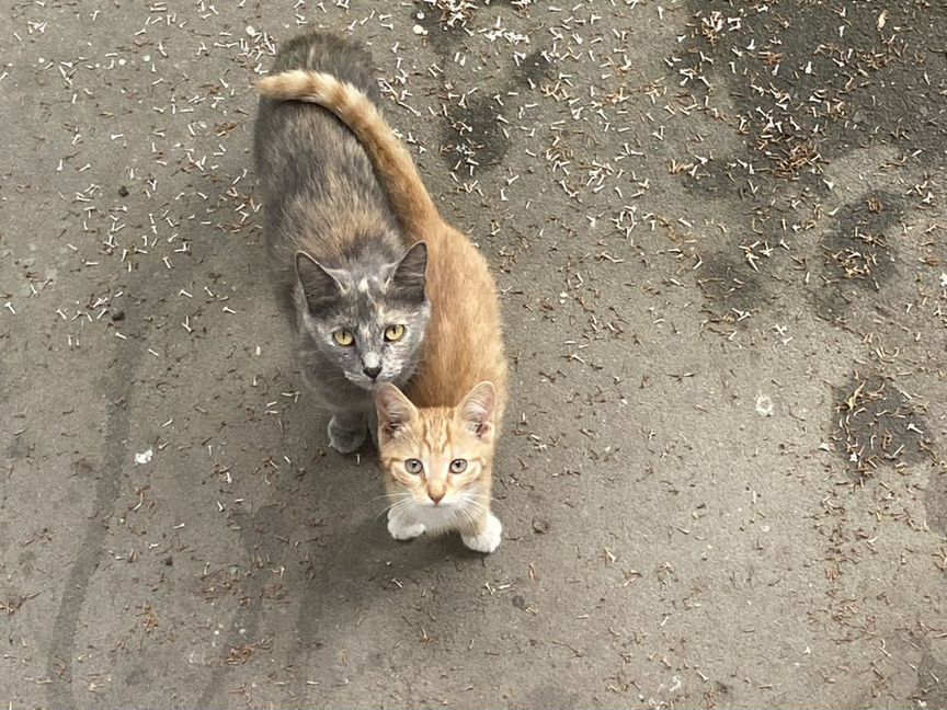 Котята в добрые руки