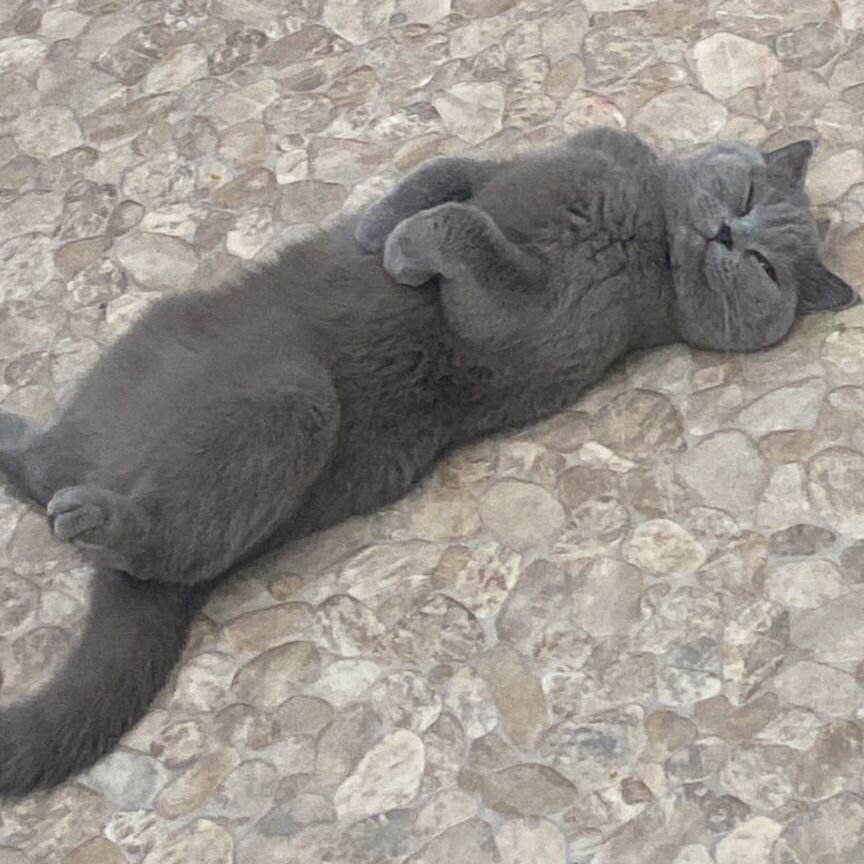 Британская короткошёрстная кошка, взрослая