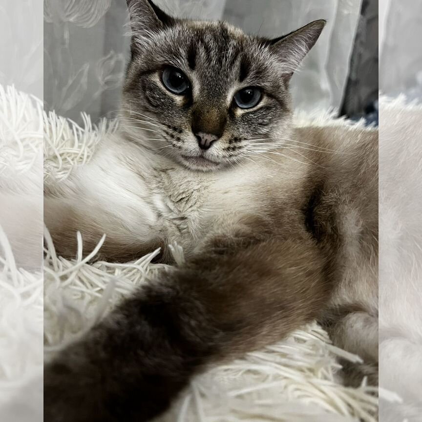 Взрослая кошка в добрые руки