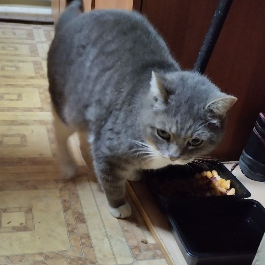 Взрослая кошка в добрые руки