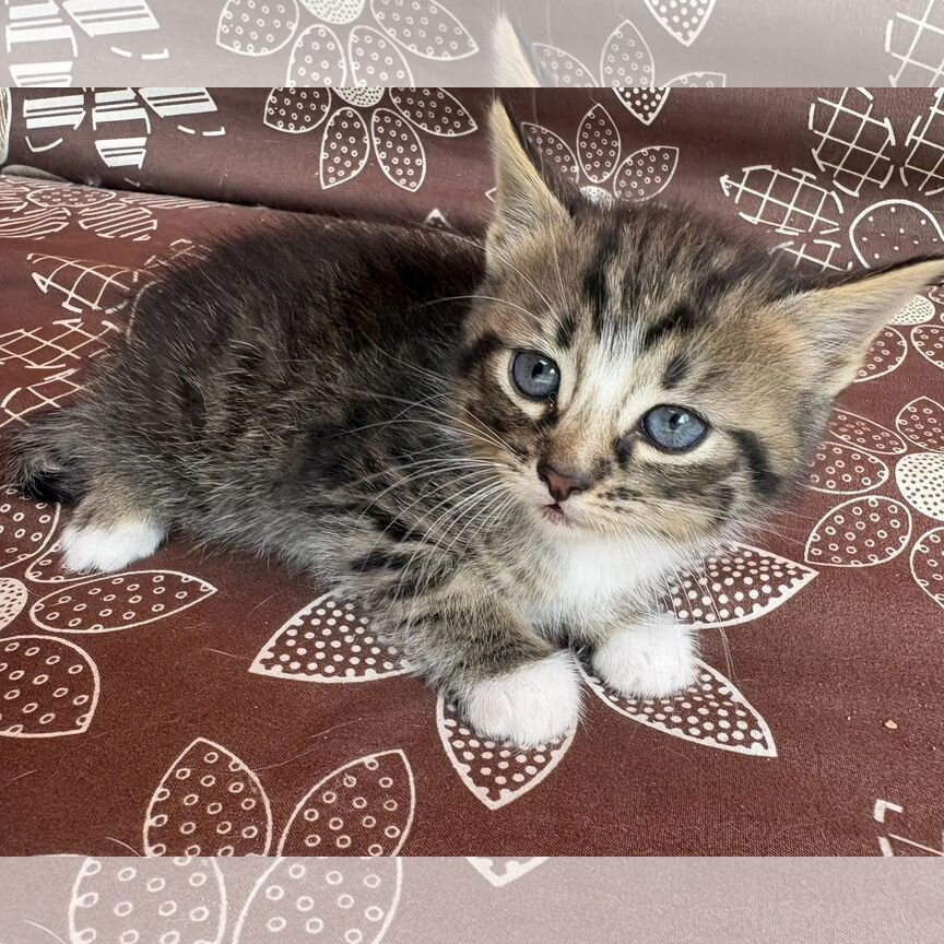 Котёнок в добрые руки