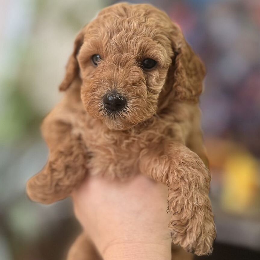 Карликовый пудель, щенок