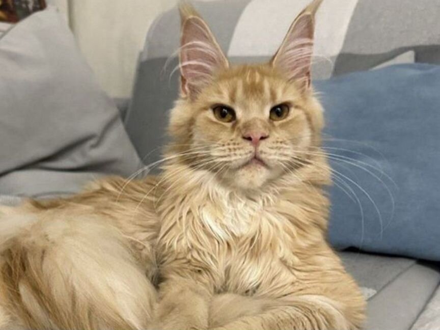 Мэйн кун девочка подросток