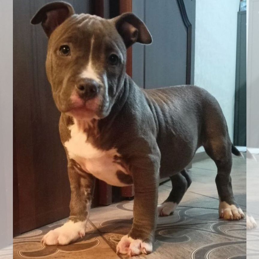 Американский стаффордширский терьер, щенок