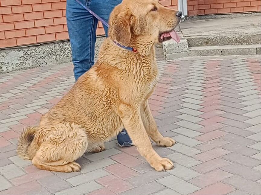 Испанский Мастиф