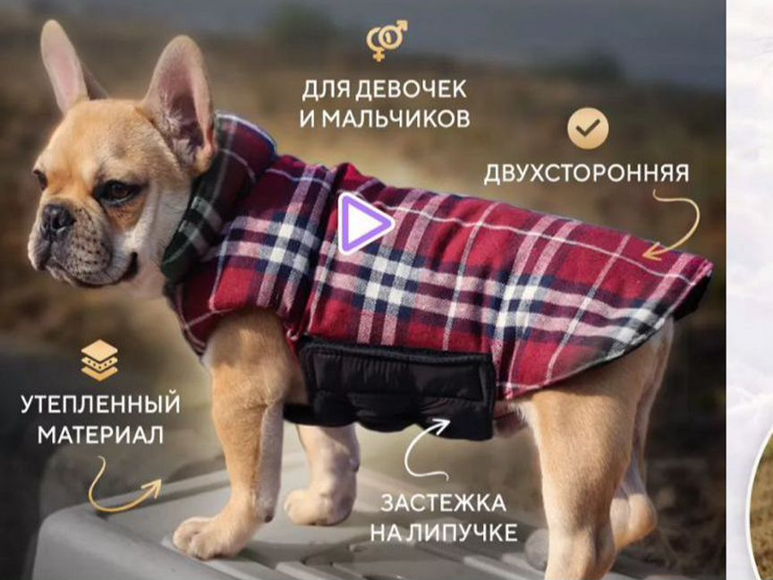 Одежда для собак
