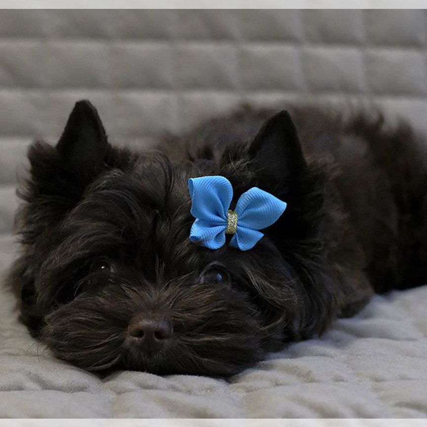 Йоркширский терьер, щенок