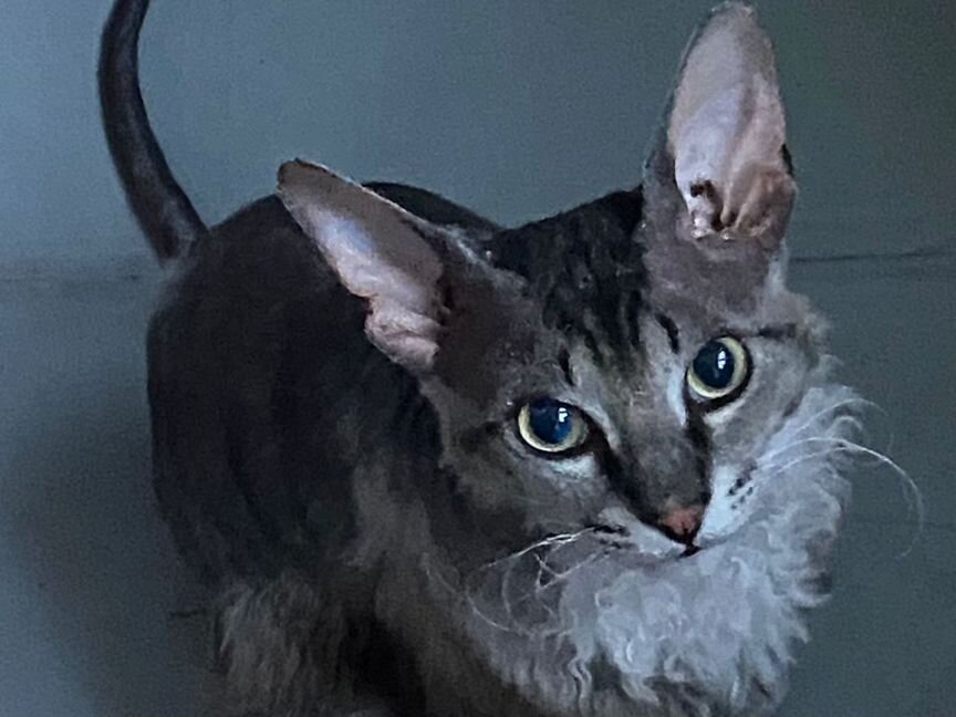 Отдаем в добрые руки