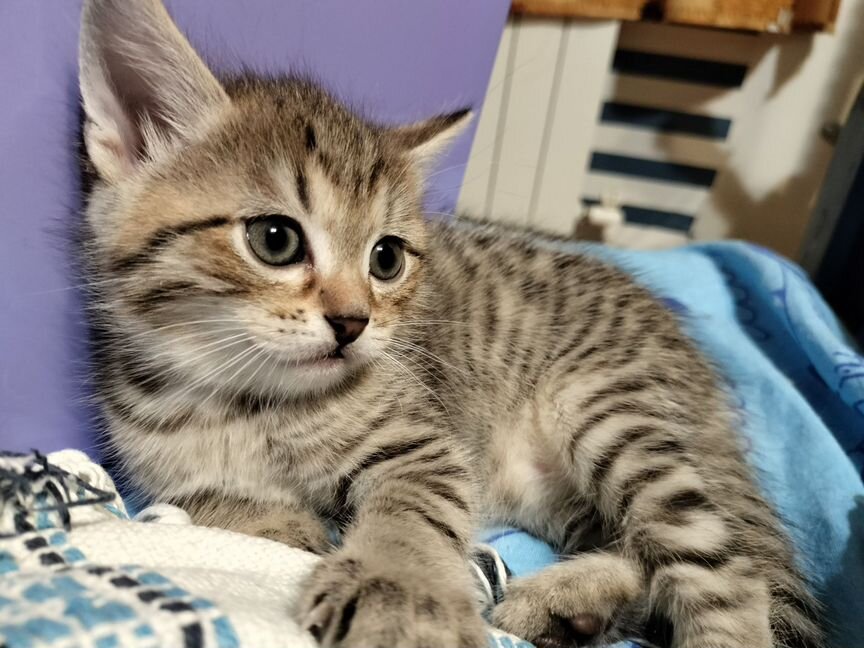Котенок Пушкин