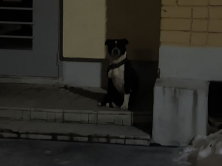 Найдена собака