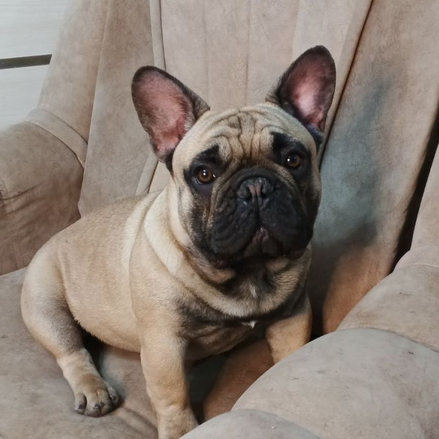 Французский бульдог