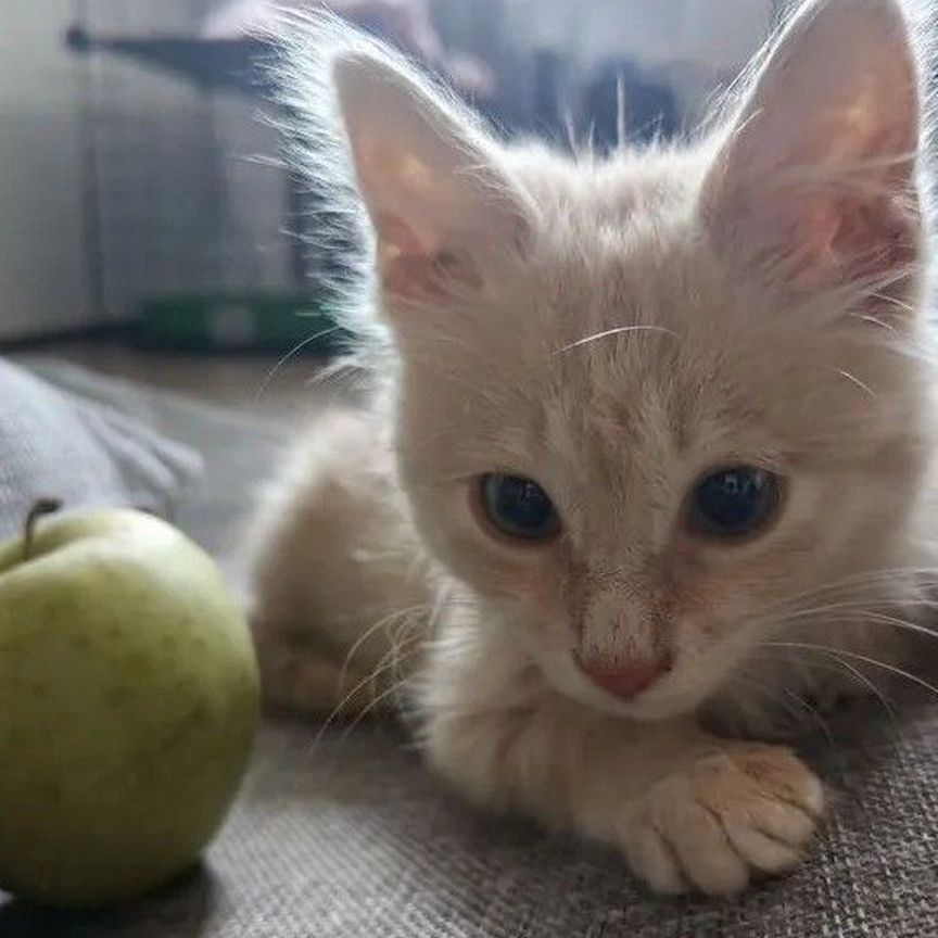 Котёнок в добрые руки