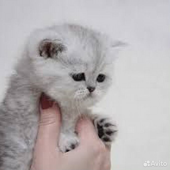 Серебристые пятнистые котята