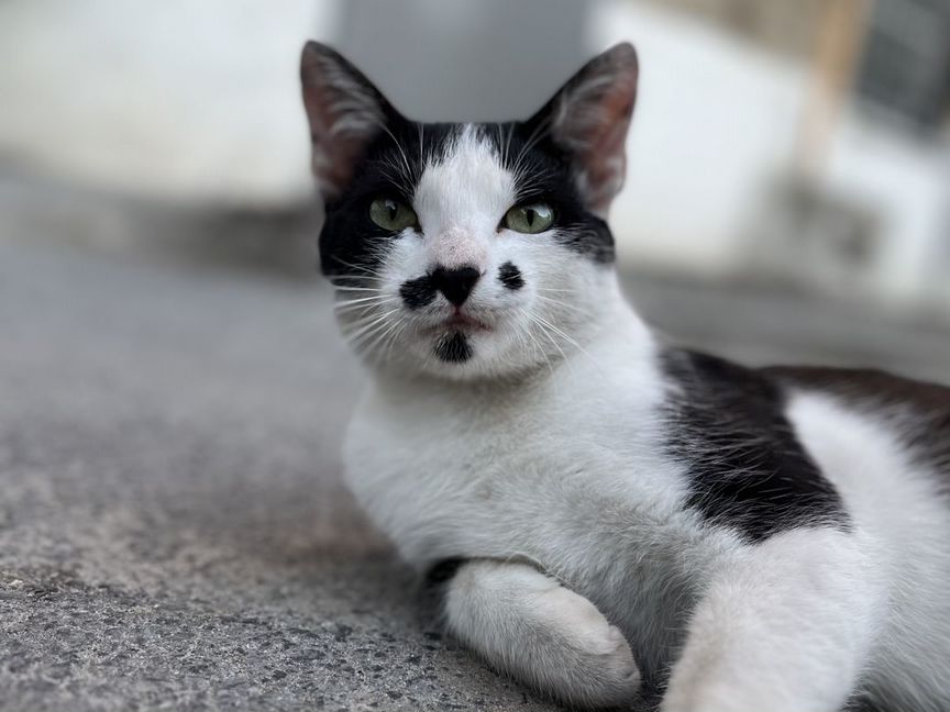 Приблудился кот