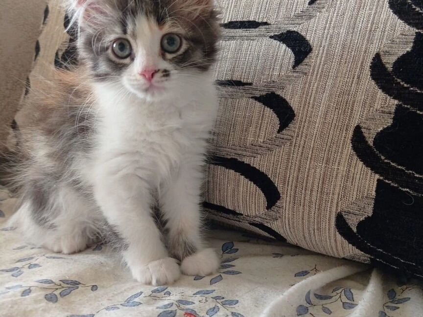 Чудо котенок