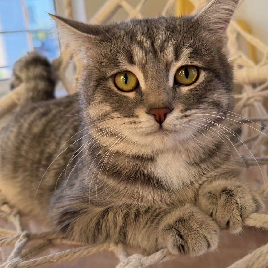 Британский короткошёрстный котёнок