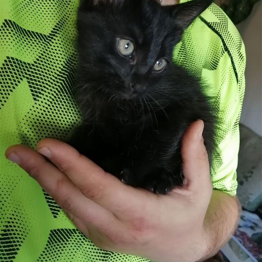 Кошки в добрые руки бесплатно