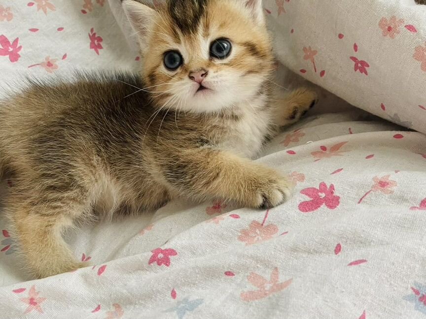 Шотландский котенок продается