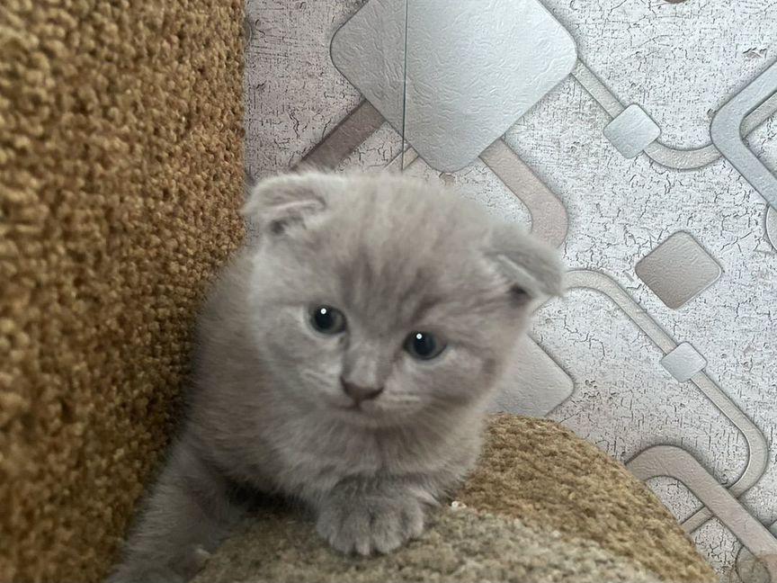 Шотландский вислоухий кот