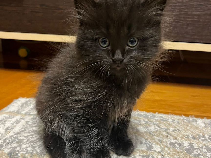 Котята