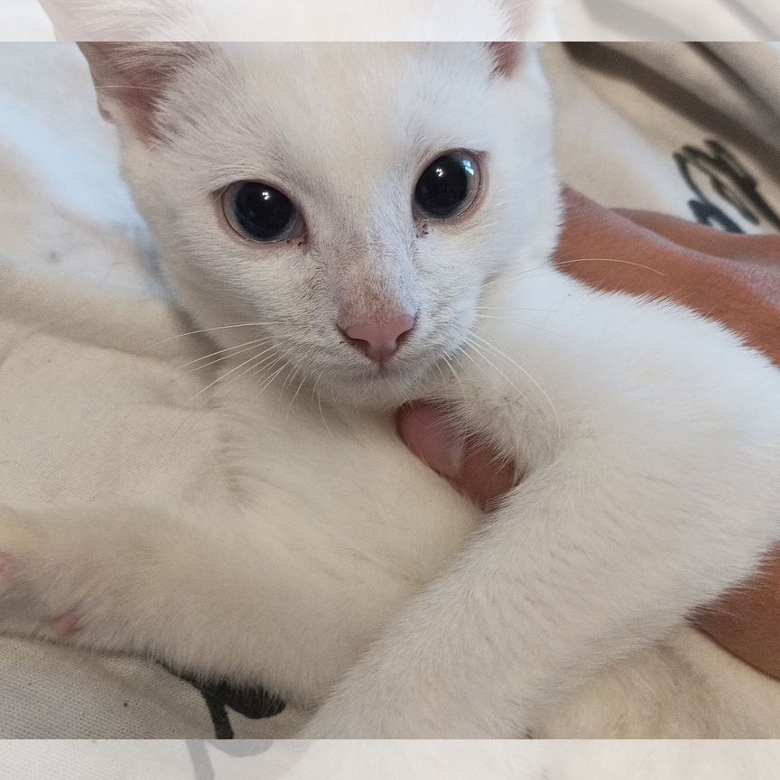 Маленькая, милая кошка