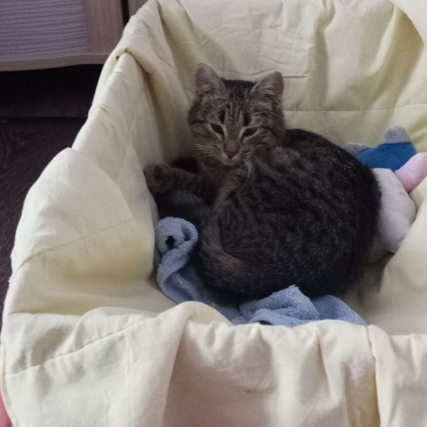 Отдам в добрые руки котенка