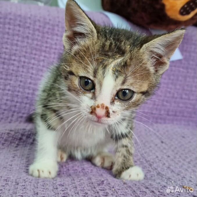 Маленькая кошечка из приюта нуждается в доме