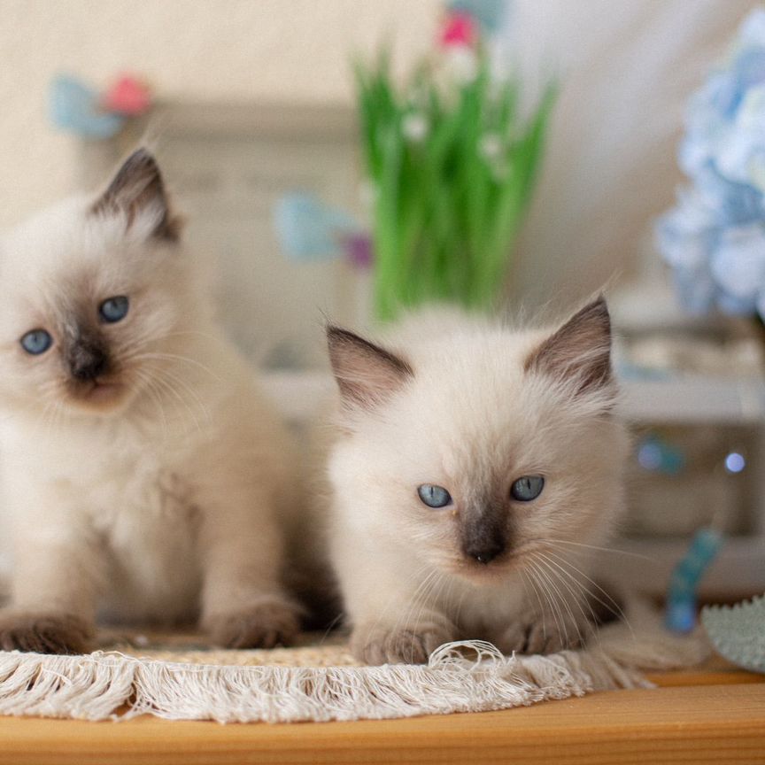 Невские маскарадные котята в спб