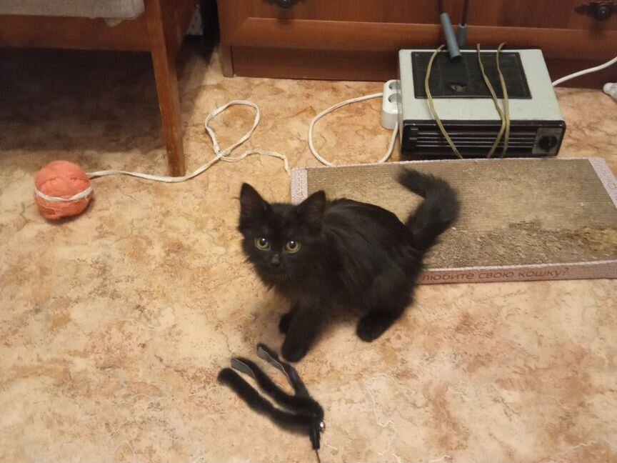 Котята в добрые руки
