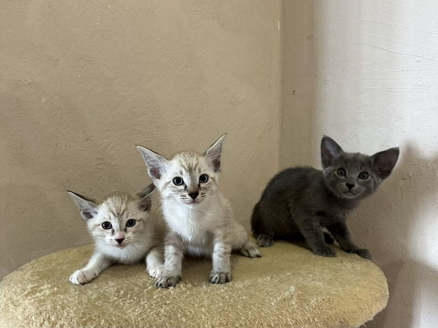 Котята помесь с ориенталом