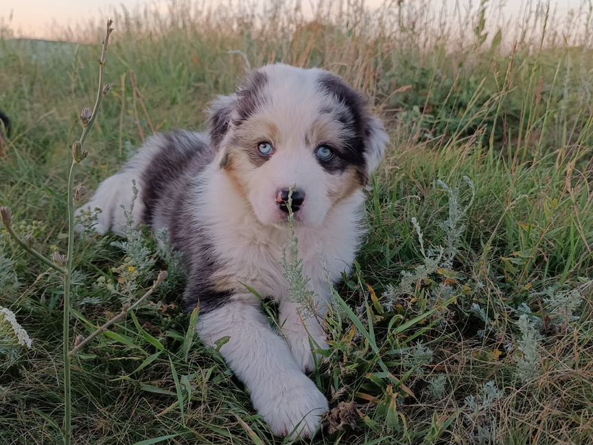 Австралийская овчарка аусси щенки