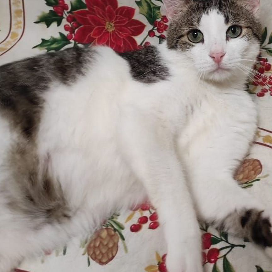 Котик Патрик в хорошую семью бесплатно