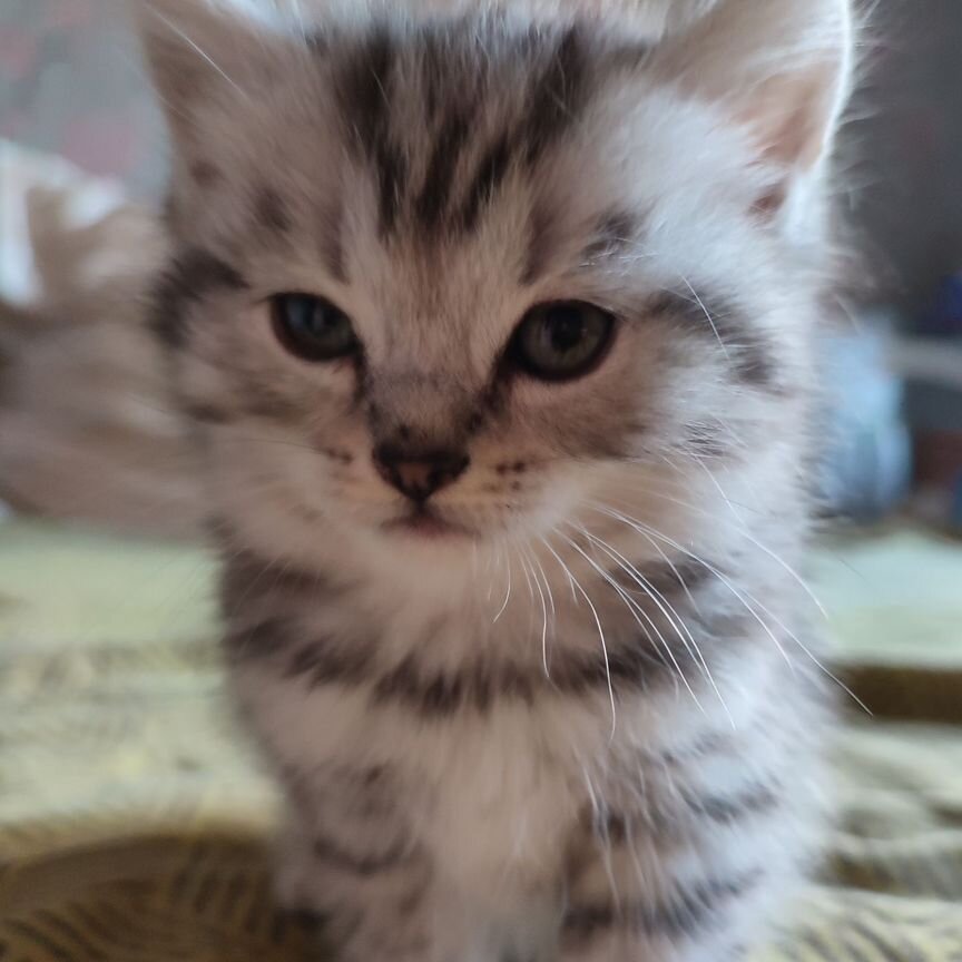 Шотландский прямоухий короткошёрстный котёнок