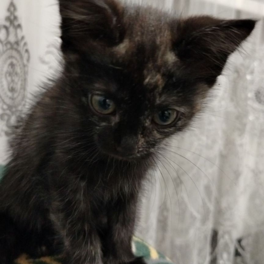 Абиссинский котёнок