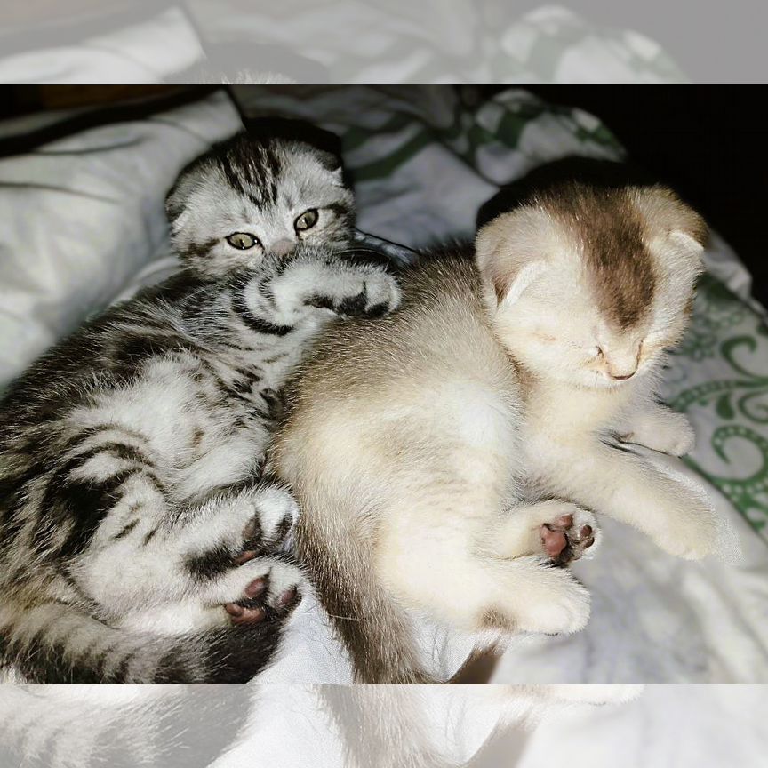 Шотландский вислоухий короткошёрстный котёнок