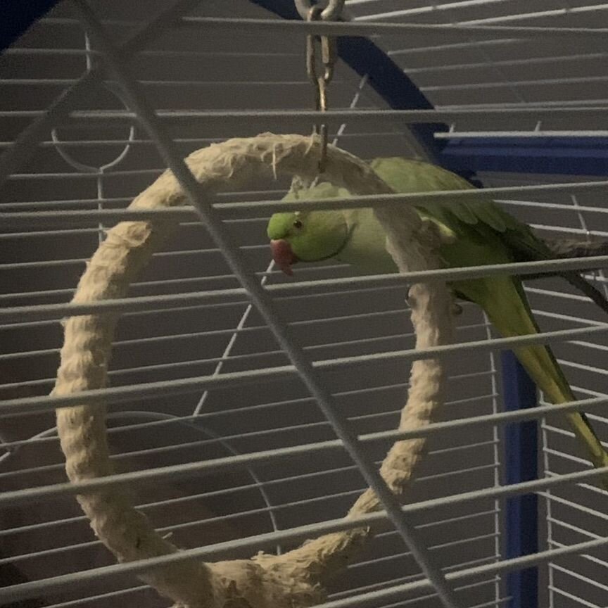 Ожереловый попугай