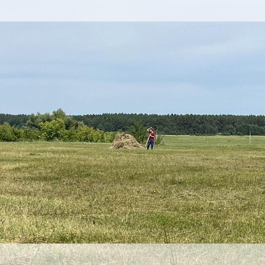 Продам сено россыпью